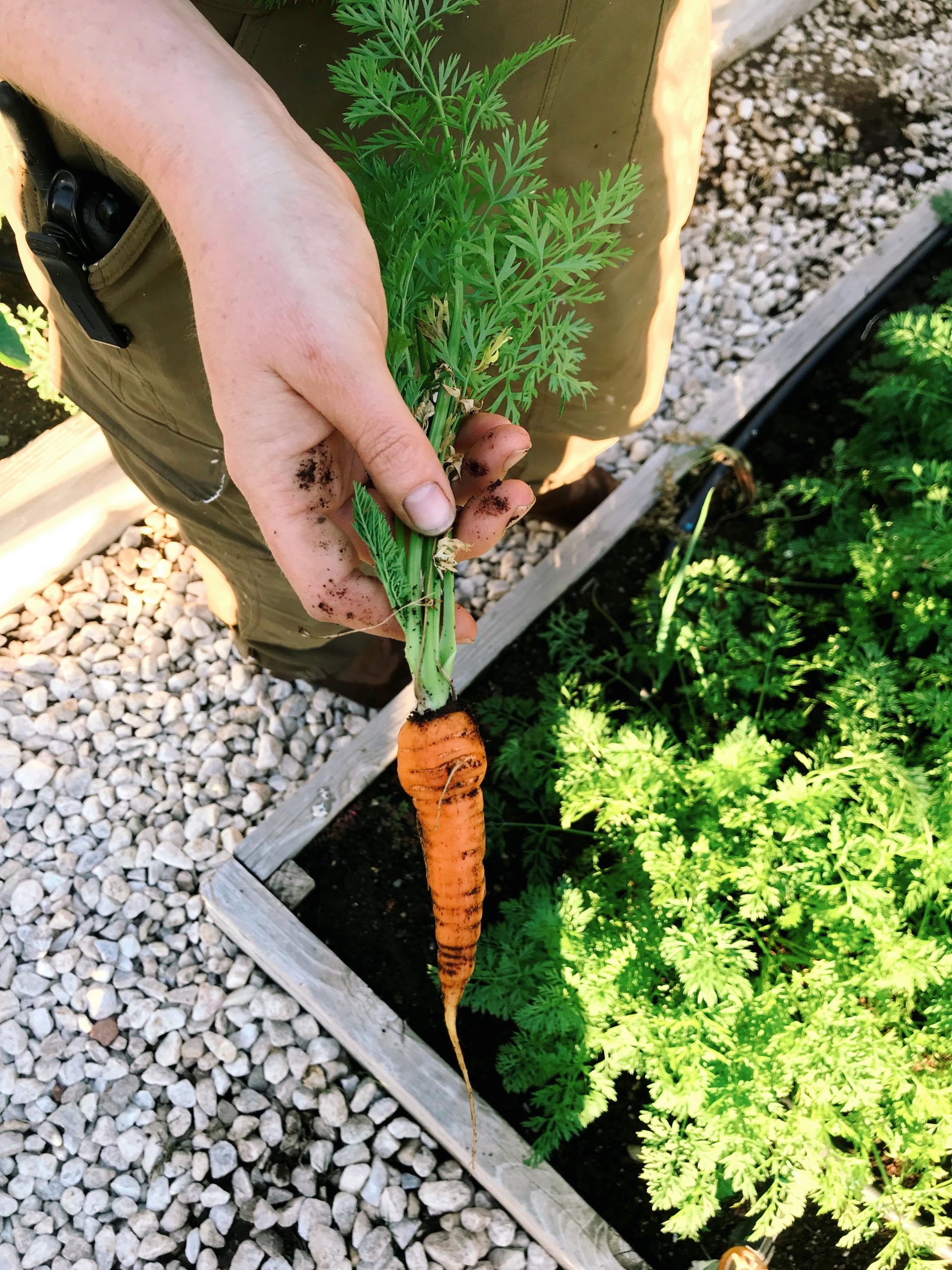 Inside the Ingredients: Carrots | Malibu Beach Inn Hotel Blog